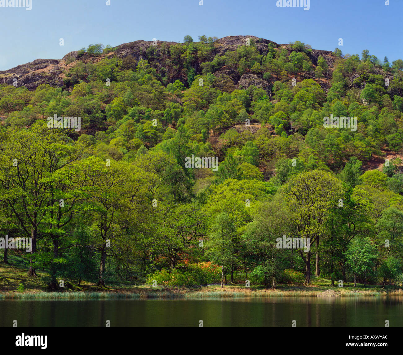 Yew tree tarn and Harry Guards wood in the Lake district, Cumbria Stock ...