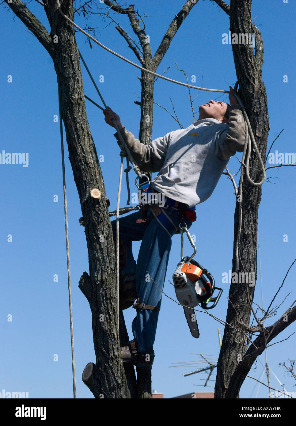 man cutting tree with chain saw Stock Photo - Alamy