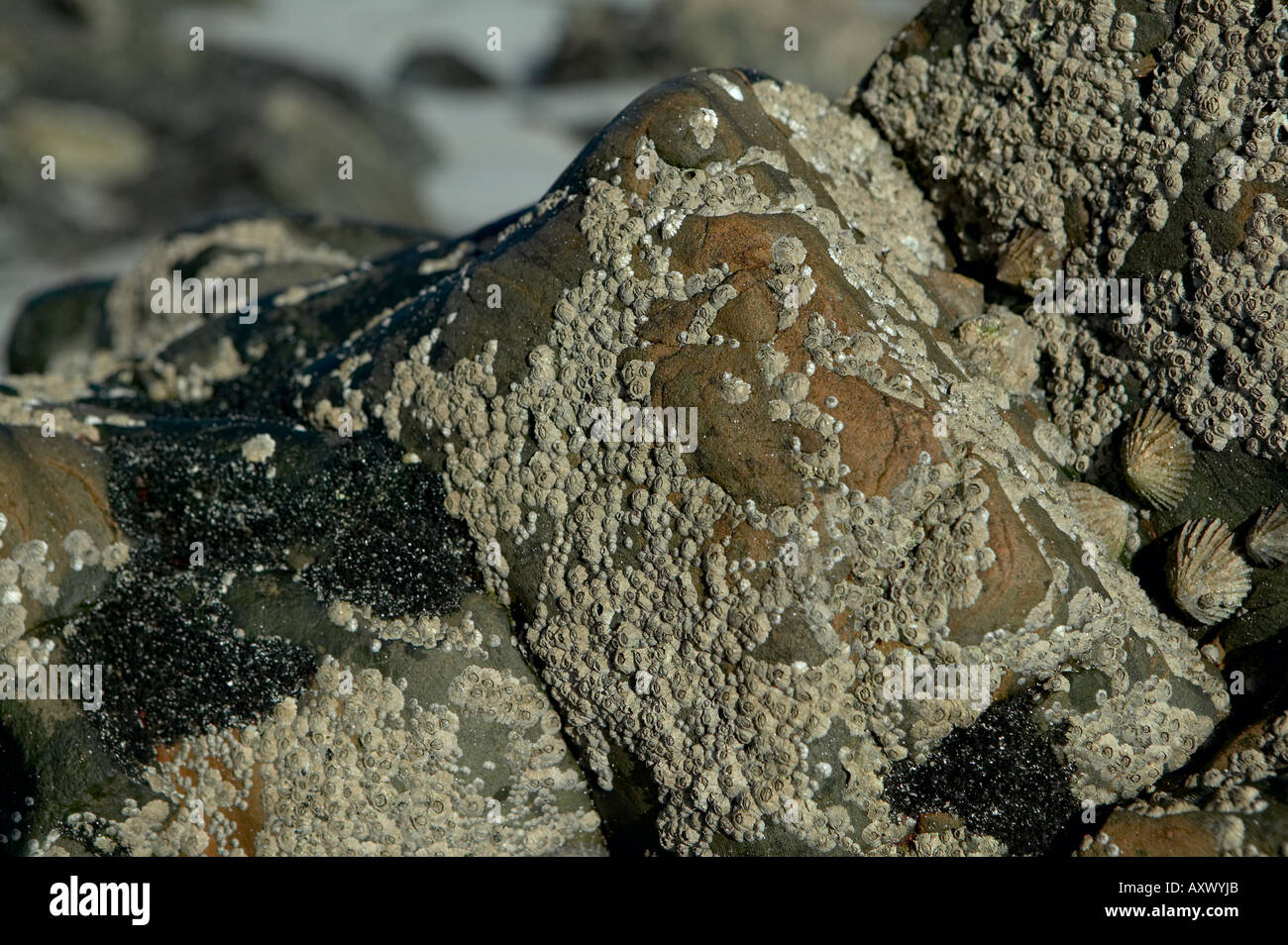 Barnacles and rocks on the beach of Isle of Iona, West Coast of ...