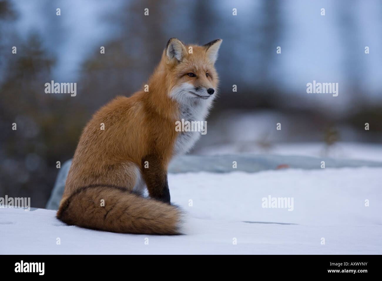 Red fox, Vulpes vulpes, Churchill, Manitoba, Canada, North America ...
