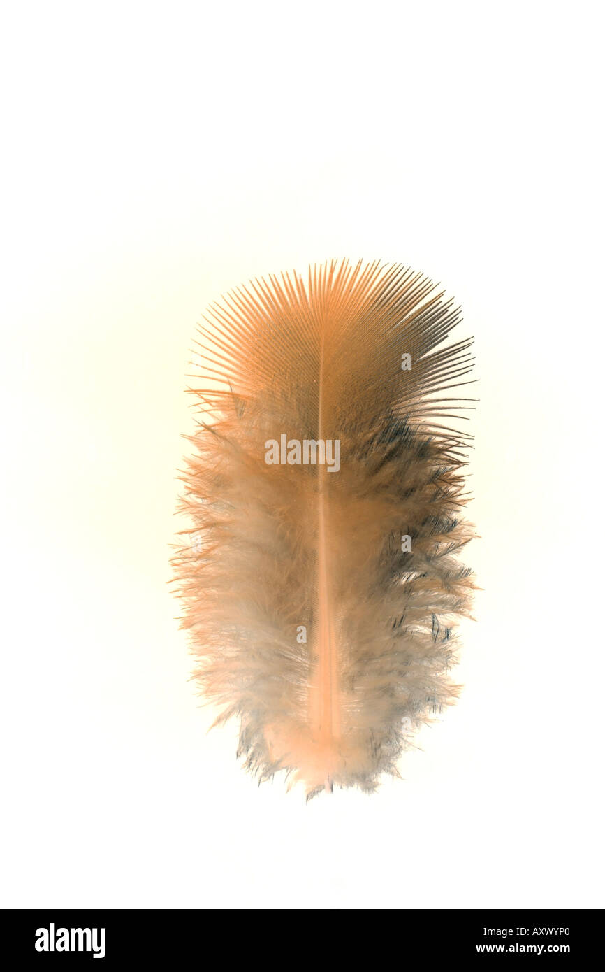feather down close up Stock Photo - Alamy