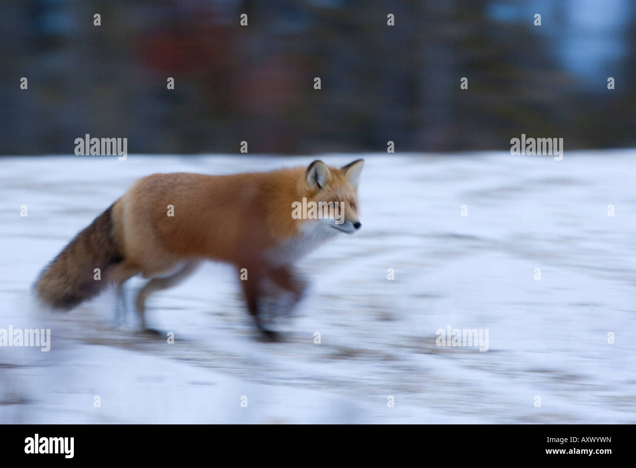 Red fox, Vulpes vulpes, Churchill, Manitoba, Canada, North America ...