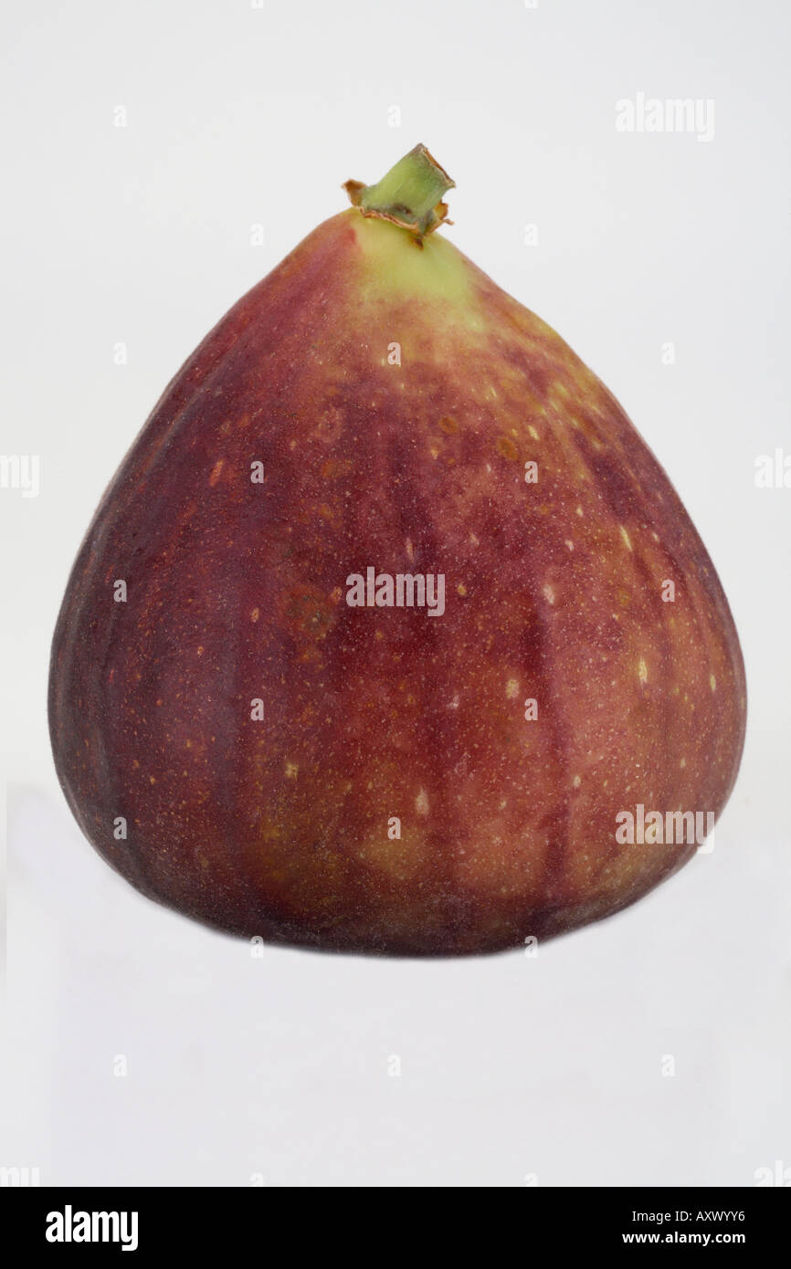 Ficus carica brown turkey hi-res stock photography and images - Alamy