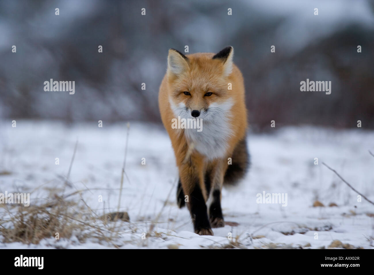 Red fox, Vulpes vulpes, Churchill, Manitoba, Canada, North America ...