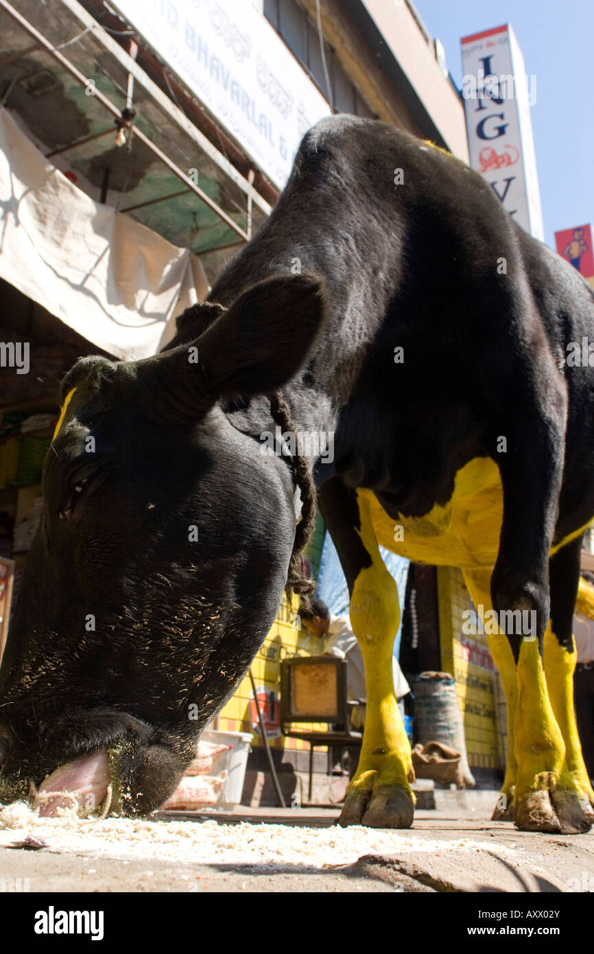 A cow roams in Mysore eating food that has been left outside of a shop ...