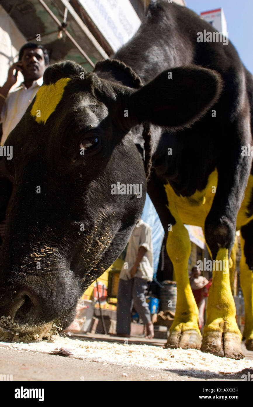 A cow roams in Mysore eating food that has been left outside of a shop ...