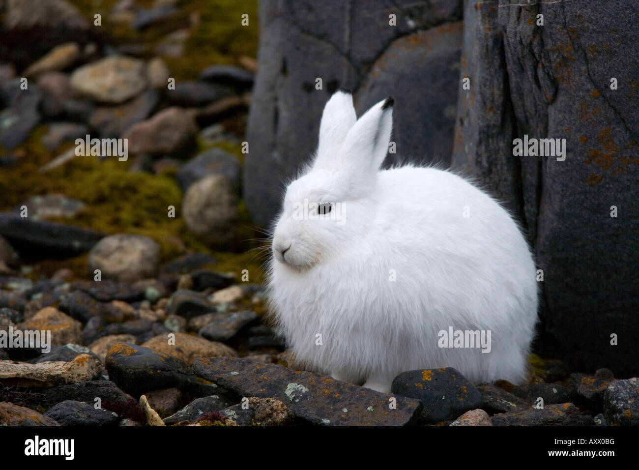 Hare Profile High Resolution Stock Photography and Images - Alamy