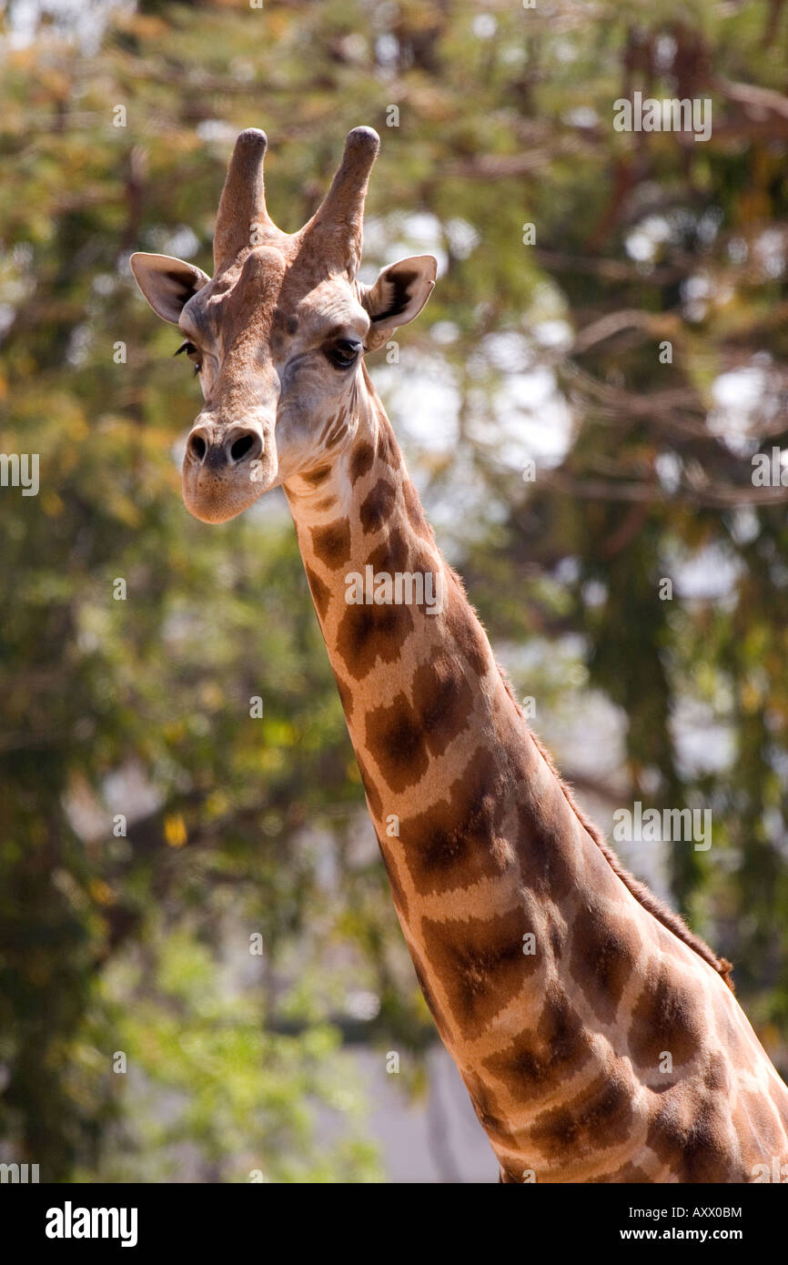 The long neck of a giraffe Stock Photo - Alamy