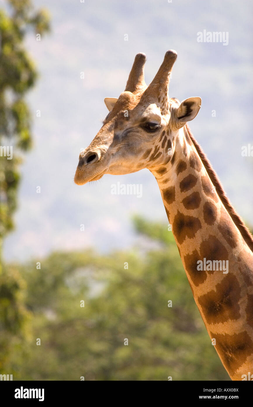 The long neck of a giraffe Stock Photo - Alamy