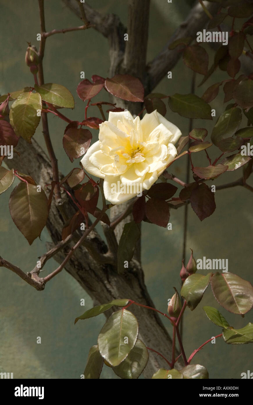 Garden of the Medici Villa of Castello, Sesto Fiorentino, Florence ...