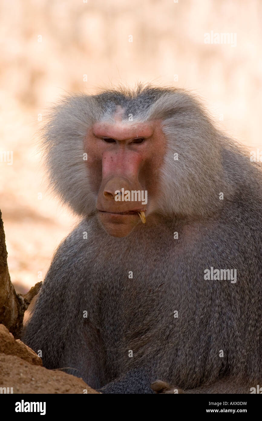 Homonid hi-res stock photography and images - Alamy