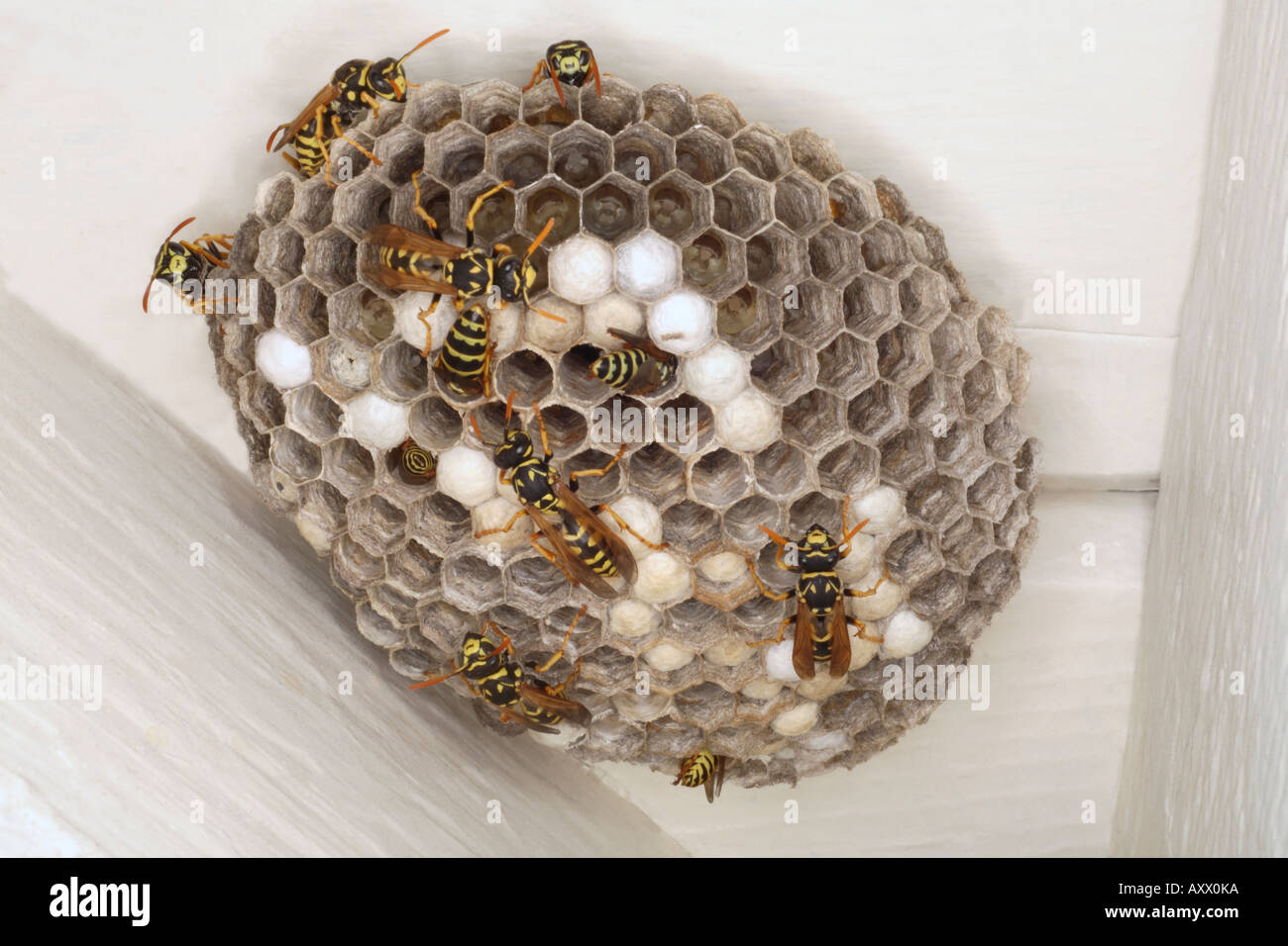 Wasps home hi-res stock photography and images - Alamy