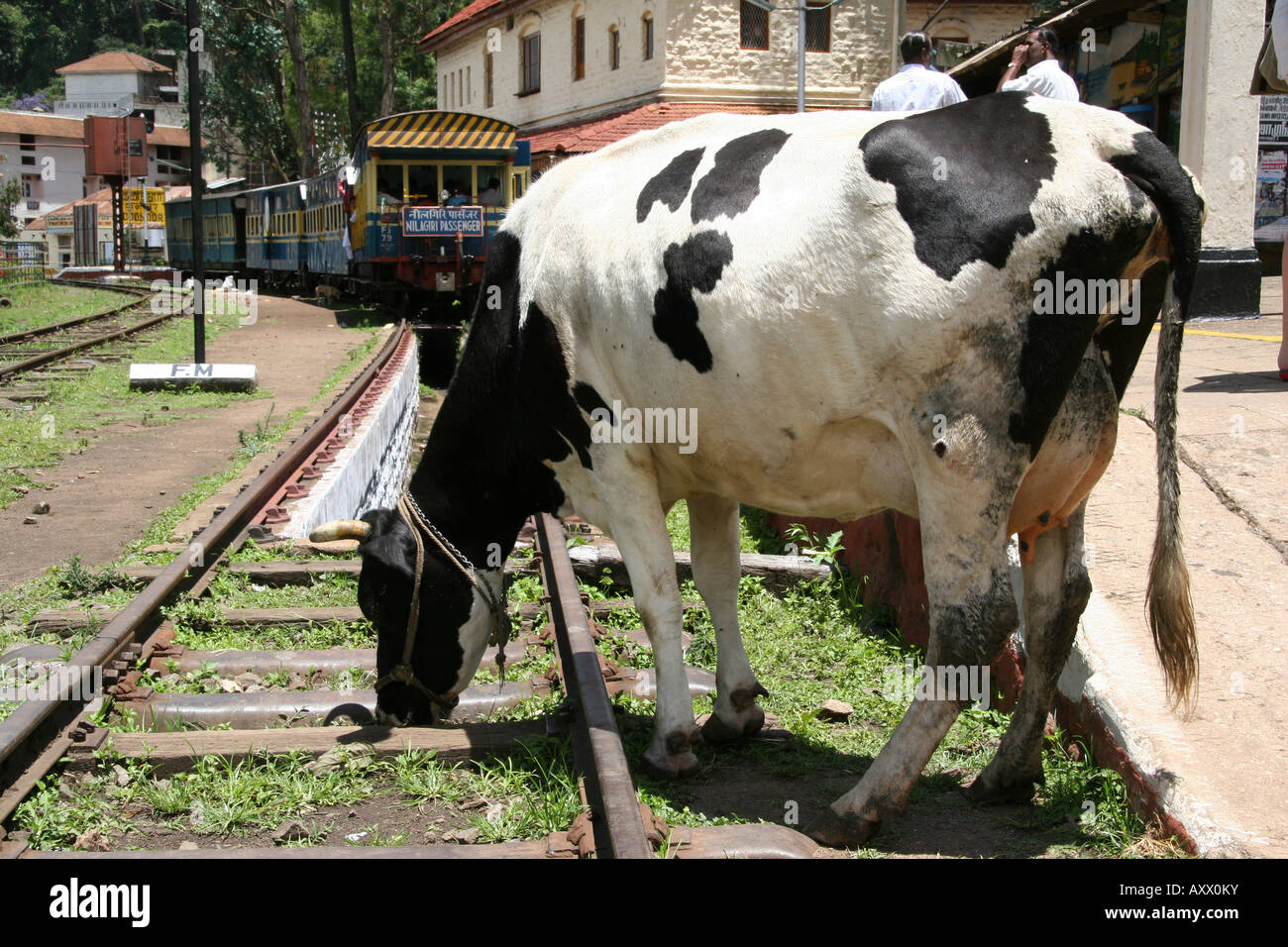 A cow crosses the rails at Coonoor station. The Nilgiri Mountain ...