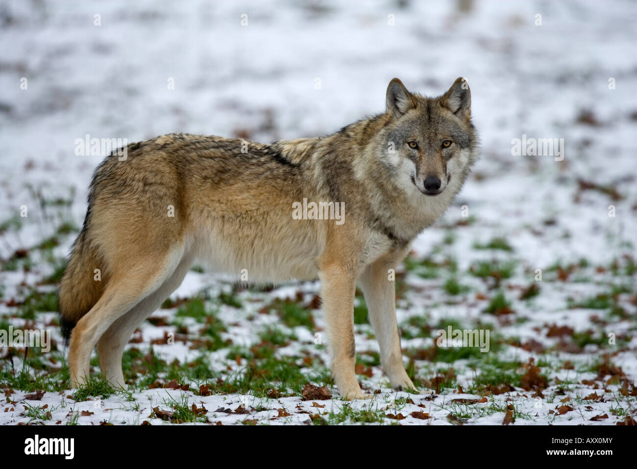 Gray wolf (grey wolf), Canis lupus, Wildlife Preserve, Rheinhardswald ...