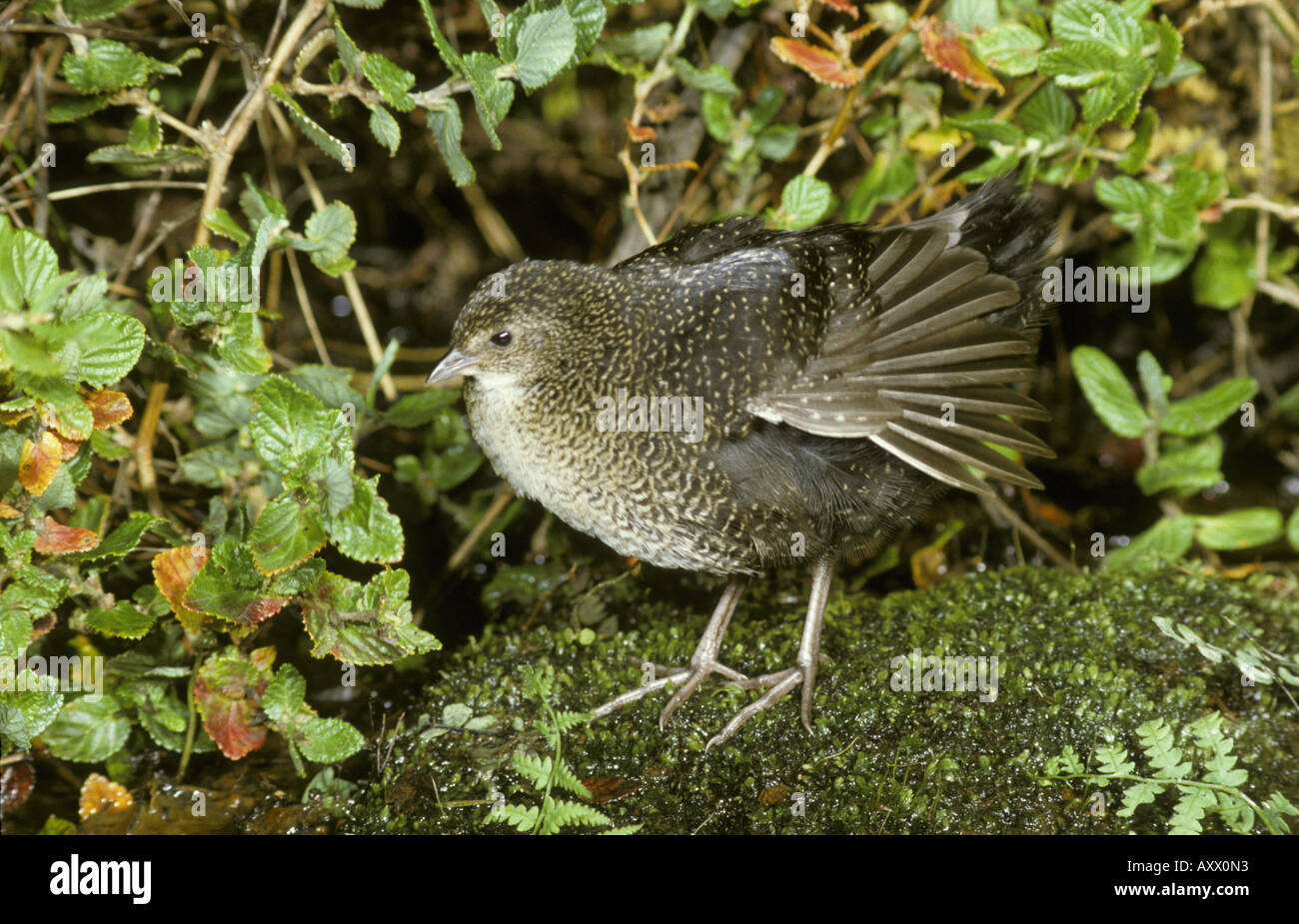 Red chested Flufftail Sarothrur rufa Female Wing spread Stock Photo - Alamy