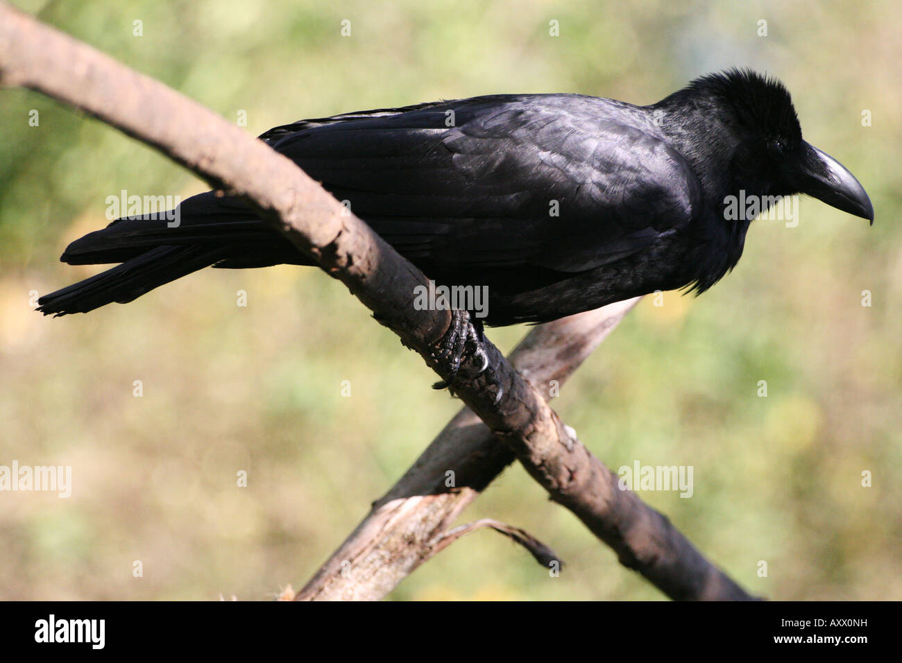A crow sits on a branch Stock Photo - Alamy
