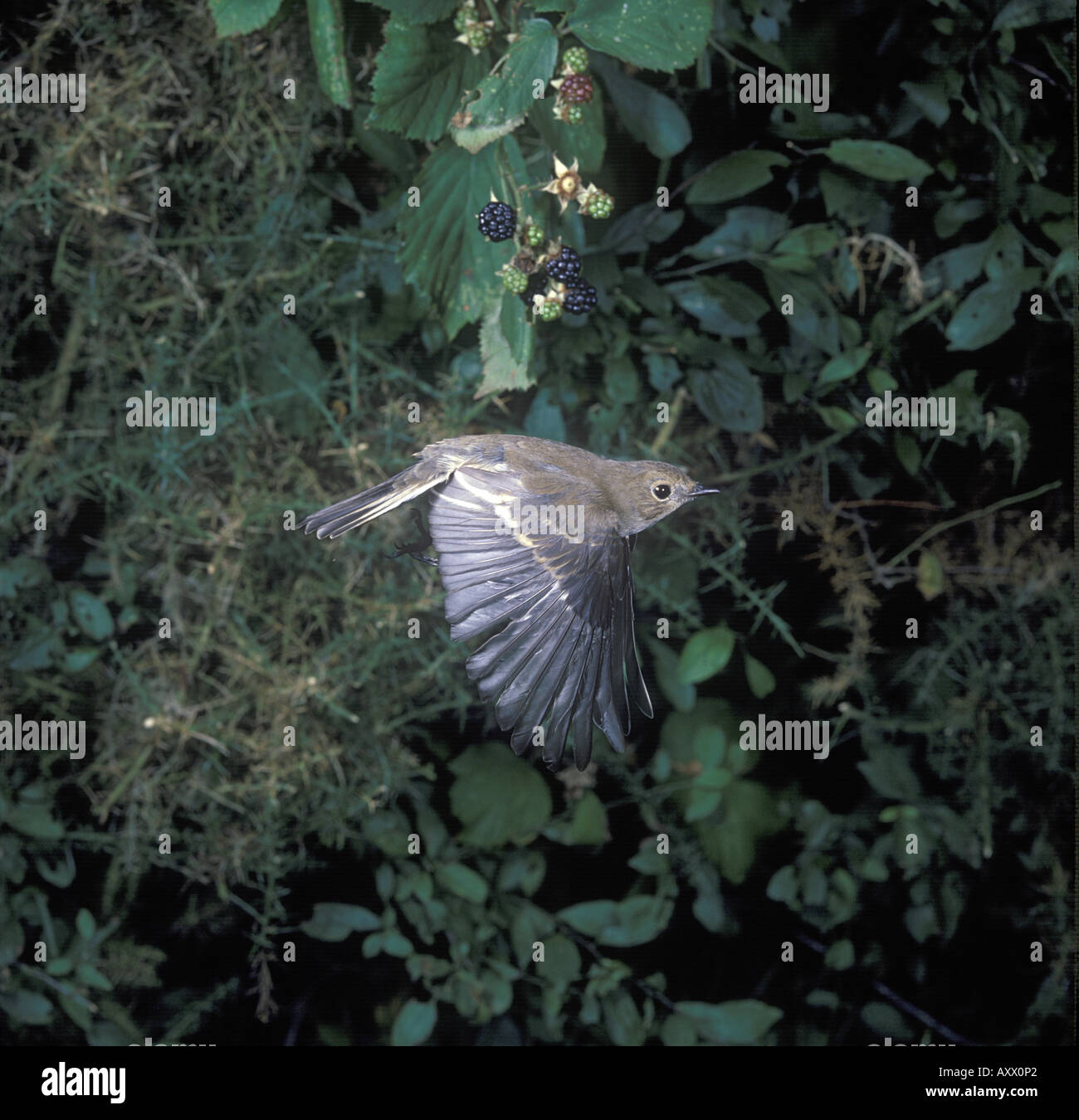 Pied Flycatcher In Flight High Resolution Stock Photography and Images ...