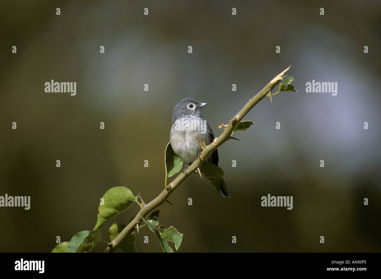 White eyed slaty flycatcher hi-res stock photography and images - Alamy