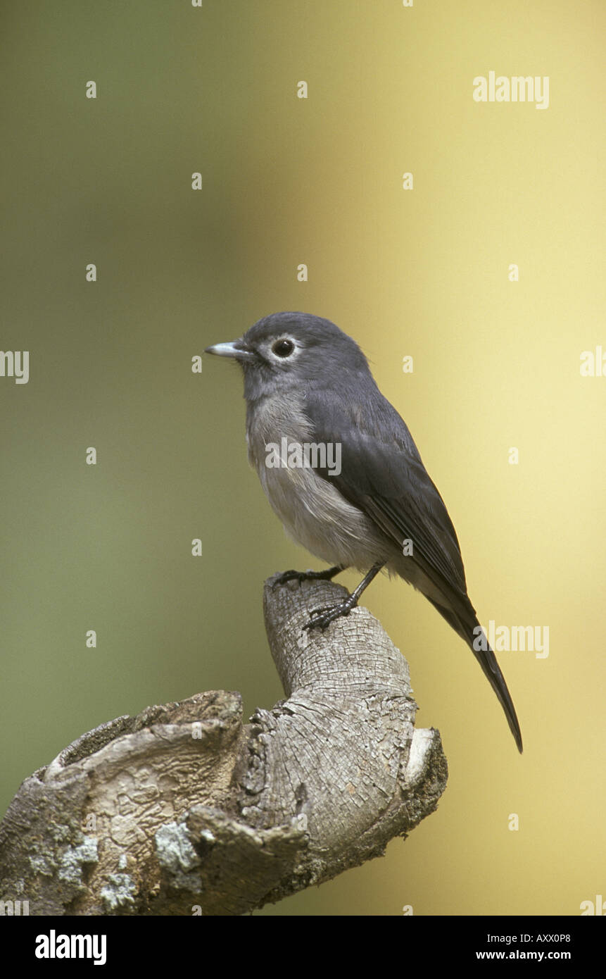 White eyed slaty flycatcher hi-res stock photography and images - Alamy