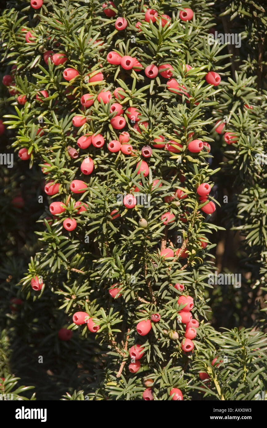 Taxus baccata fruits berry berries hi-res stock photography and images ...