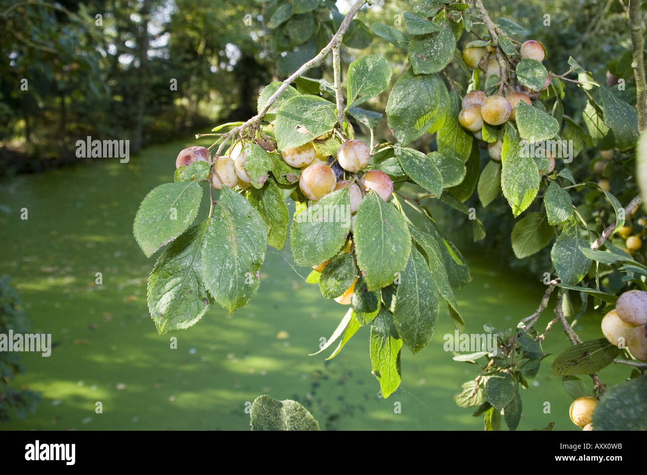 Golden Bullace Prunus domestica insititia autumn fruit Stock Photo - Alamy