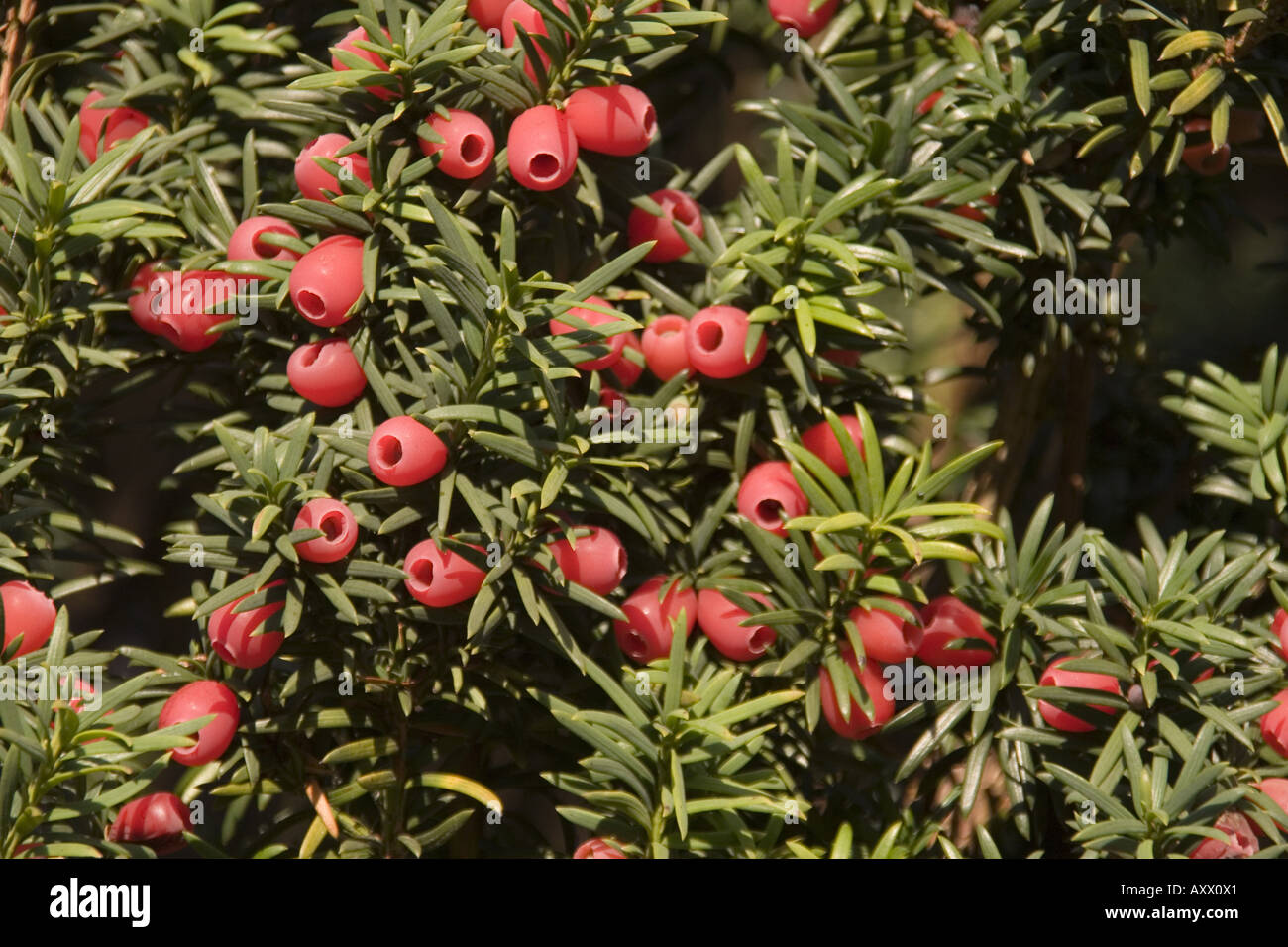 Taxus baccata fruits berry berries hi-res stock photography and images ...