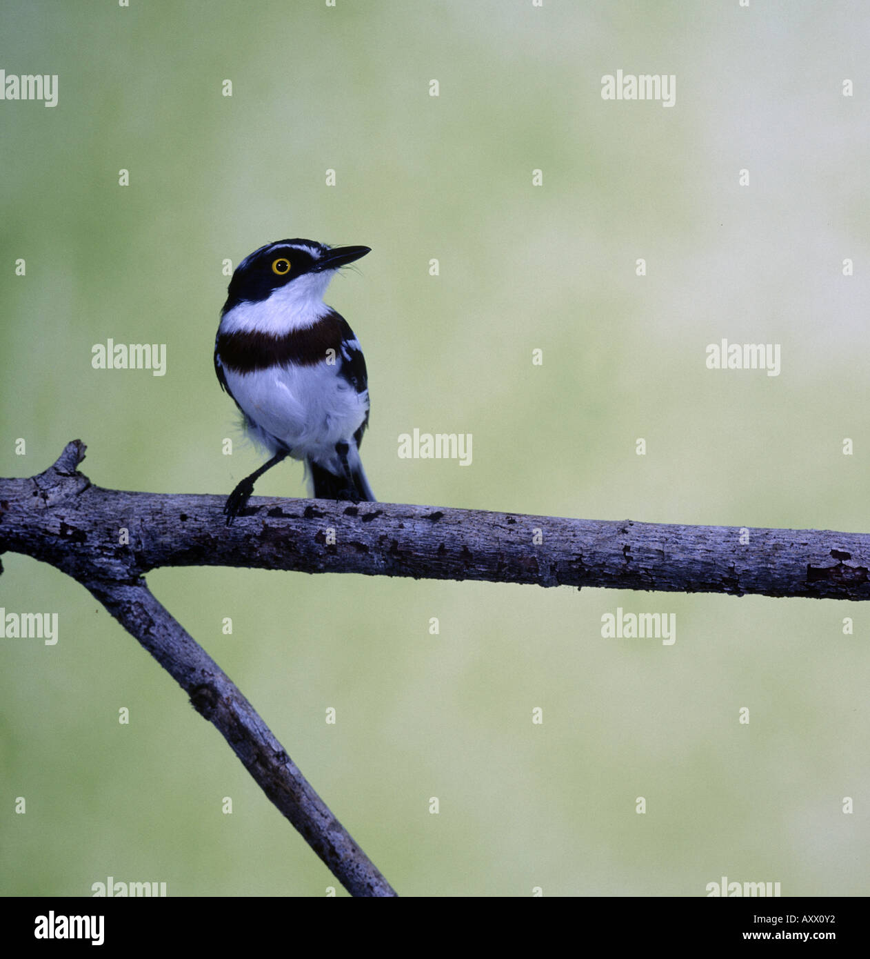 Puff back flycatcher Batis capensis Stock Photo - Alamy