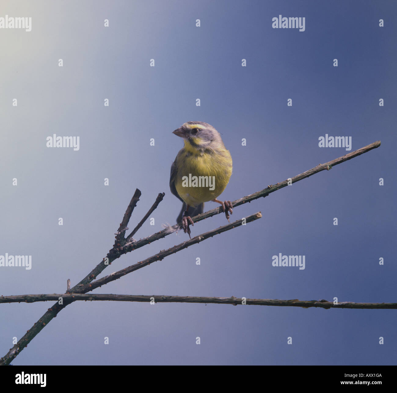 Green singing finch hi-res stock photography and images - Alamy