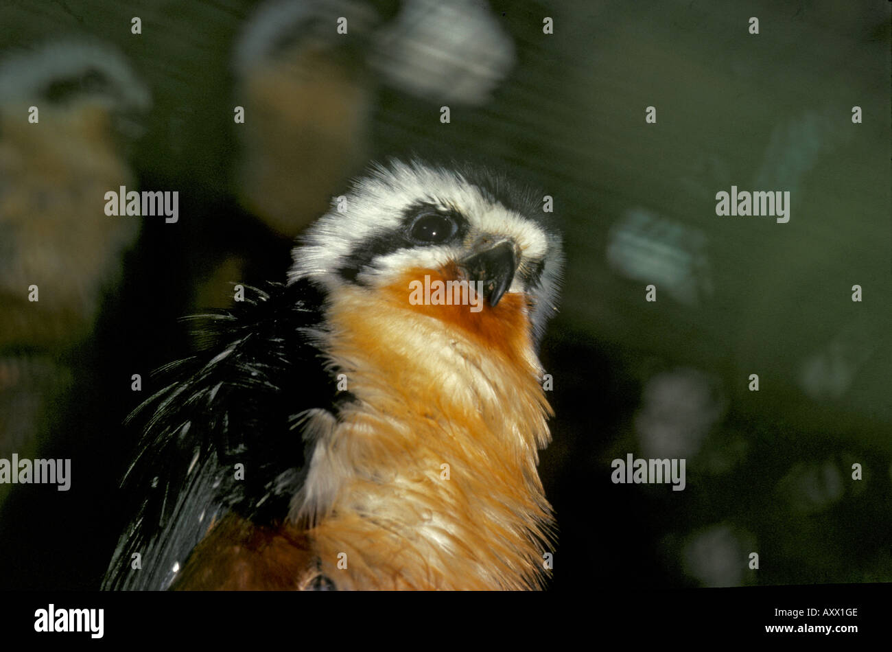 Red thighed hi-res stock photography and images - Alamy