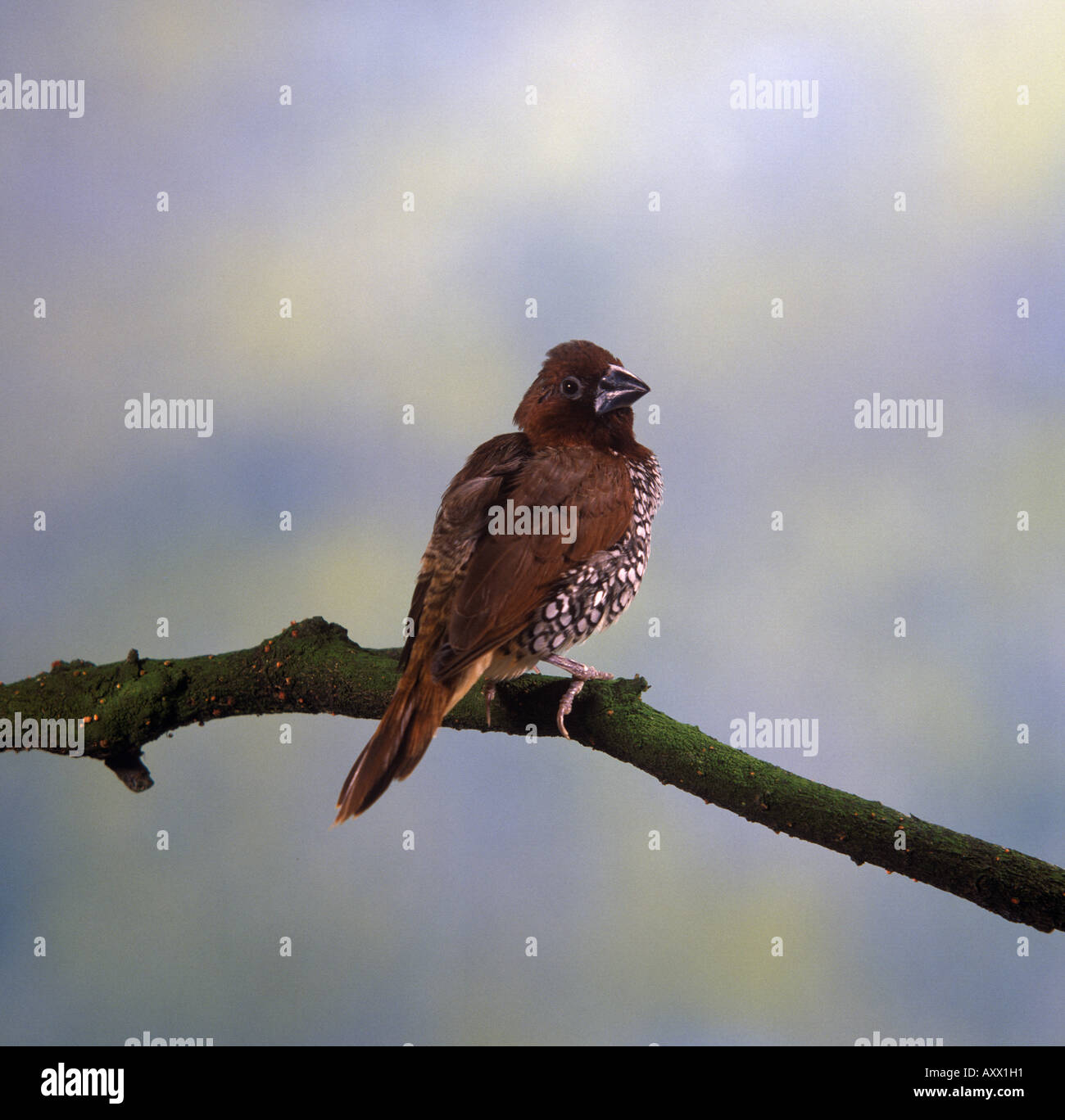 Nutmeg finch hi-res stock photography and images - Alamy