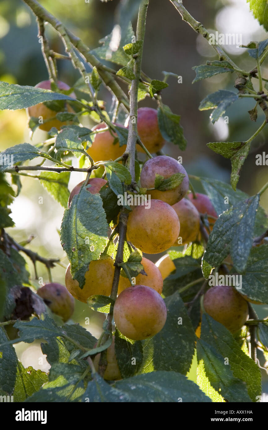 Bullace hi-res stock photography and images - Alamy