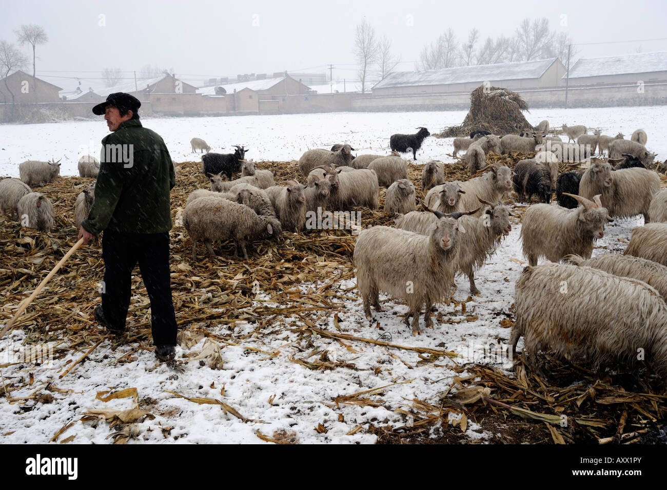 A farmer shepherd herds sheep in a village in Chicheng county, Hebei ...