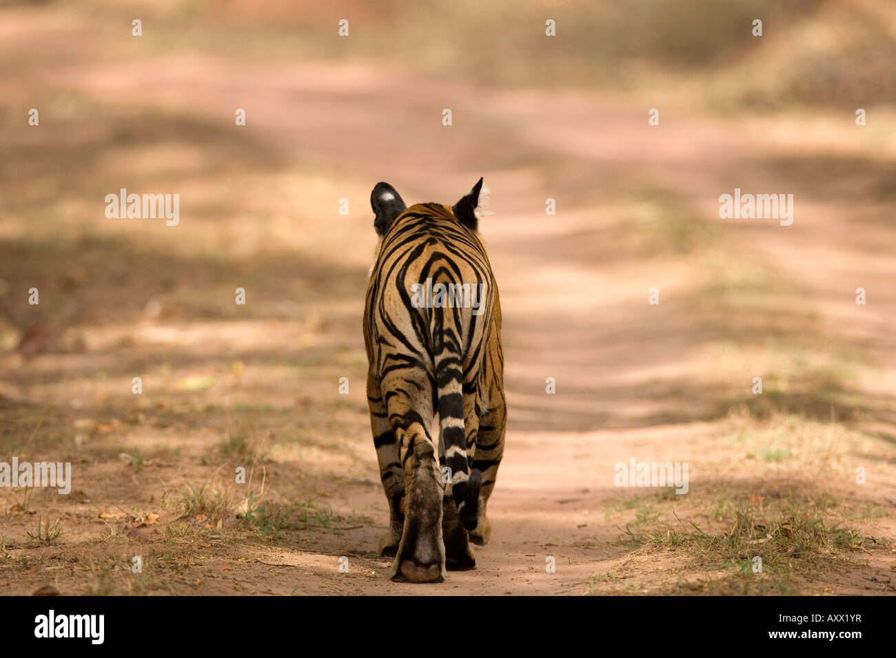 Rear view bengal tiger panthera hi-res stock photography and images - Alamy