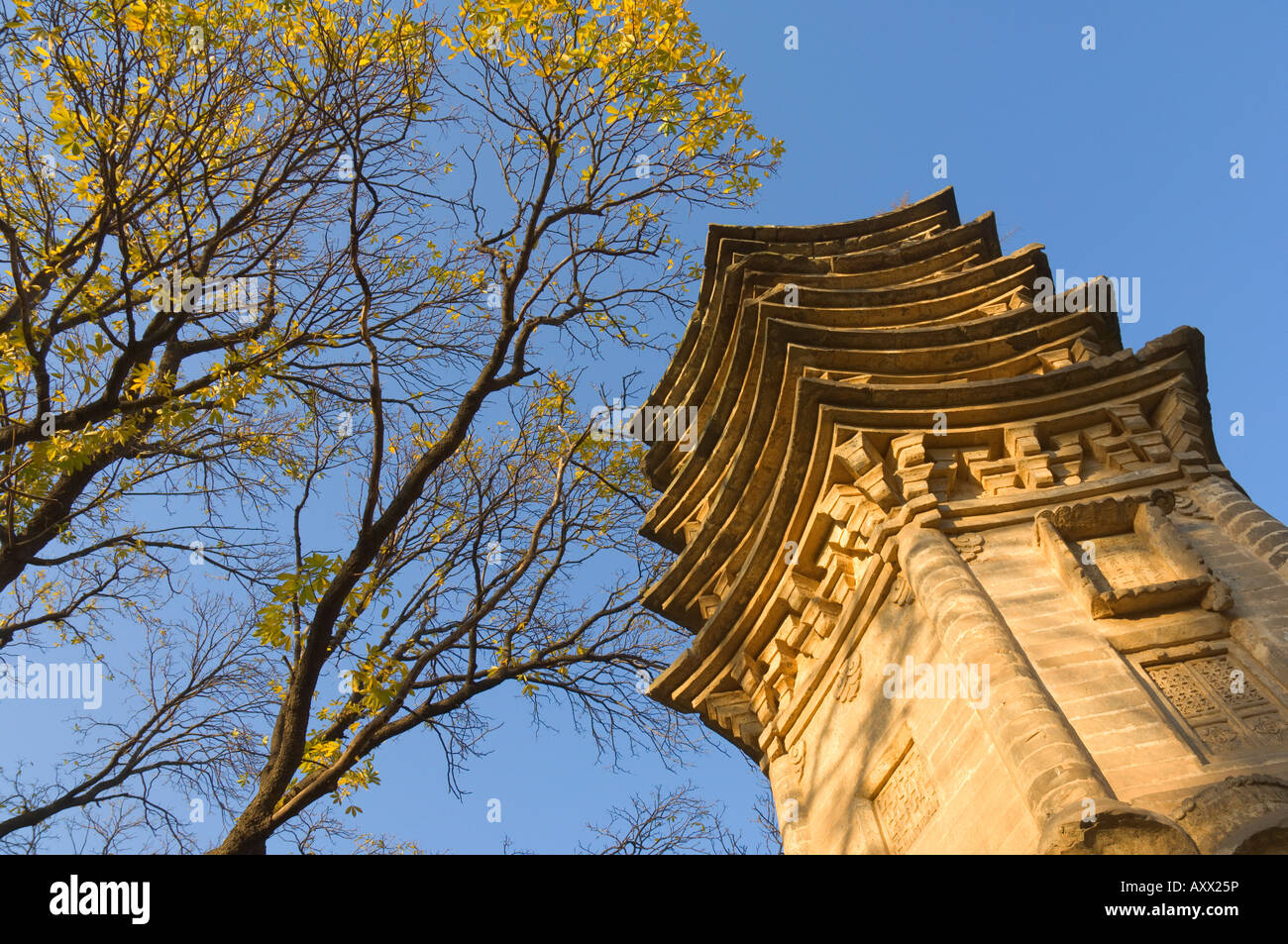 Tree and pagoda, Tanzhe Temple, Beijing, China, Asia Stock Photo - Alamy