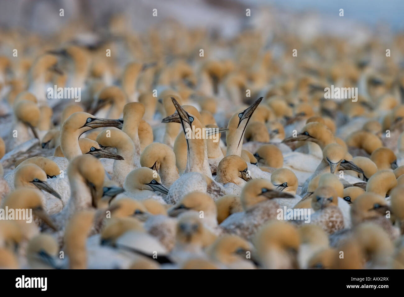 Cape gannet, Morus capensis, Lambert's Bay, Bird Island, South Africa ...