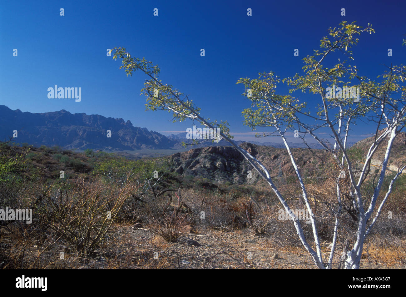 Sierra de la giganta mountains hi-res stock photography and images - Alamy
