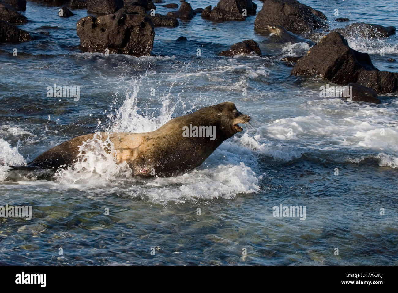Bull galapagos sea lion hi-res stock photography and images - Alamy