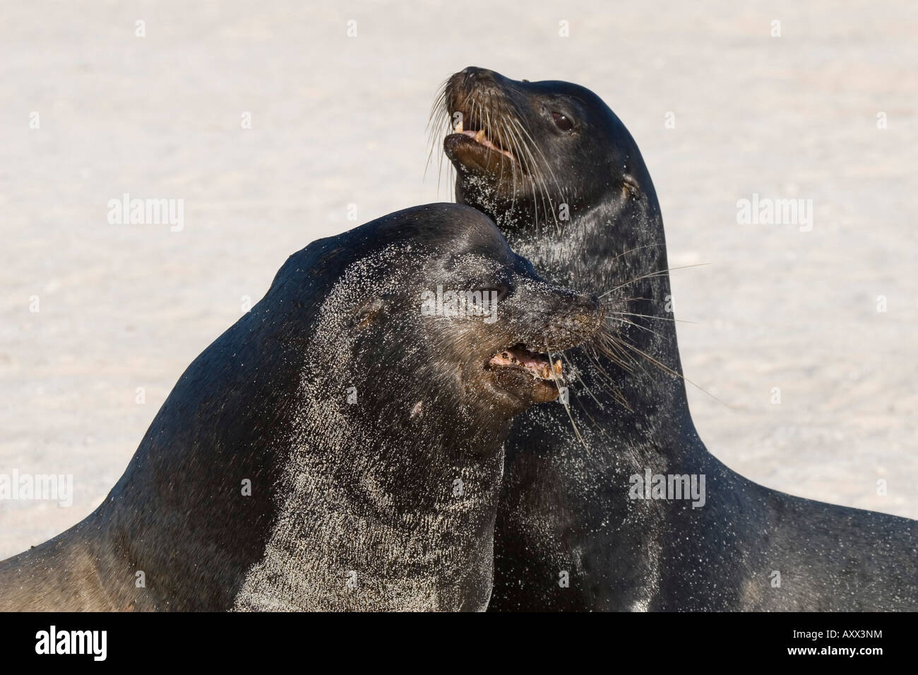 Galapagos sea lion bull with female Stock Photo - Alamy