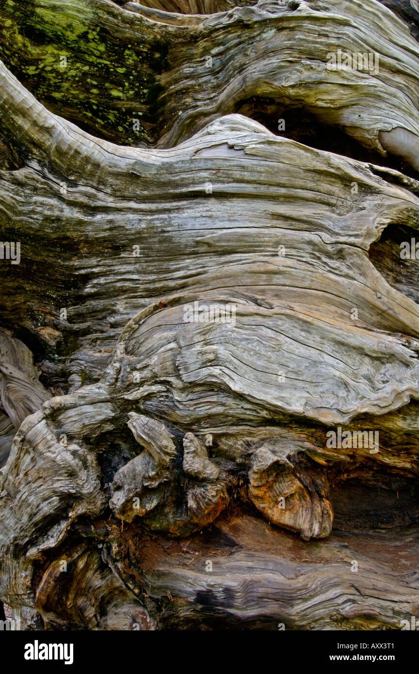 Roots on fallen Giant Sequoia Tree Sequoiadendron giganteum Congress ...