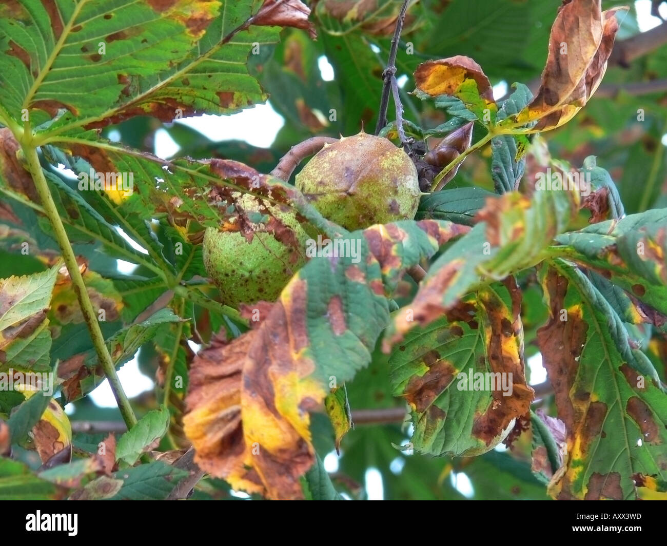 Conkers on a tree hi-res stock photography and images - Alamy