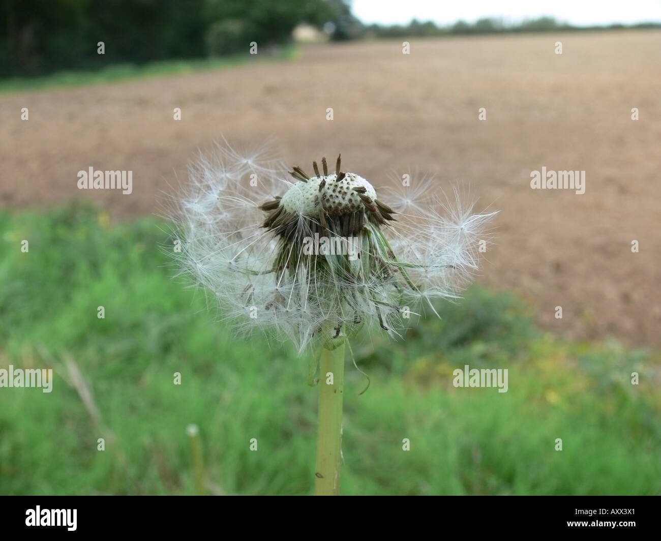 Blown dandelion seeds hi-res stock photography and images - Alamy
