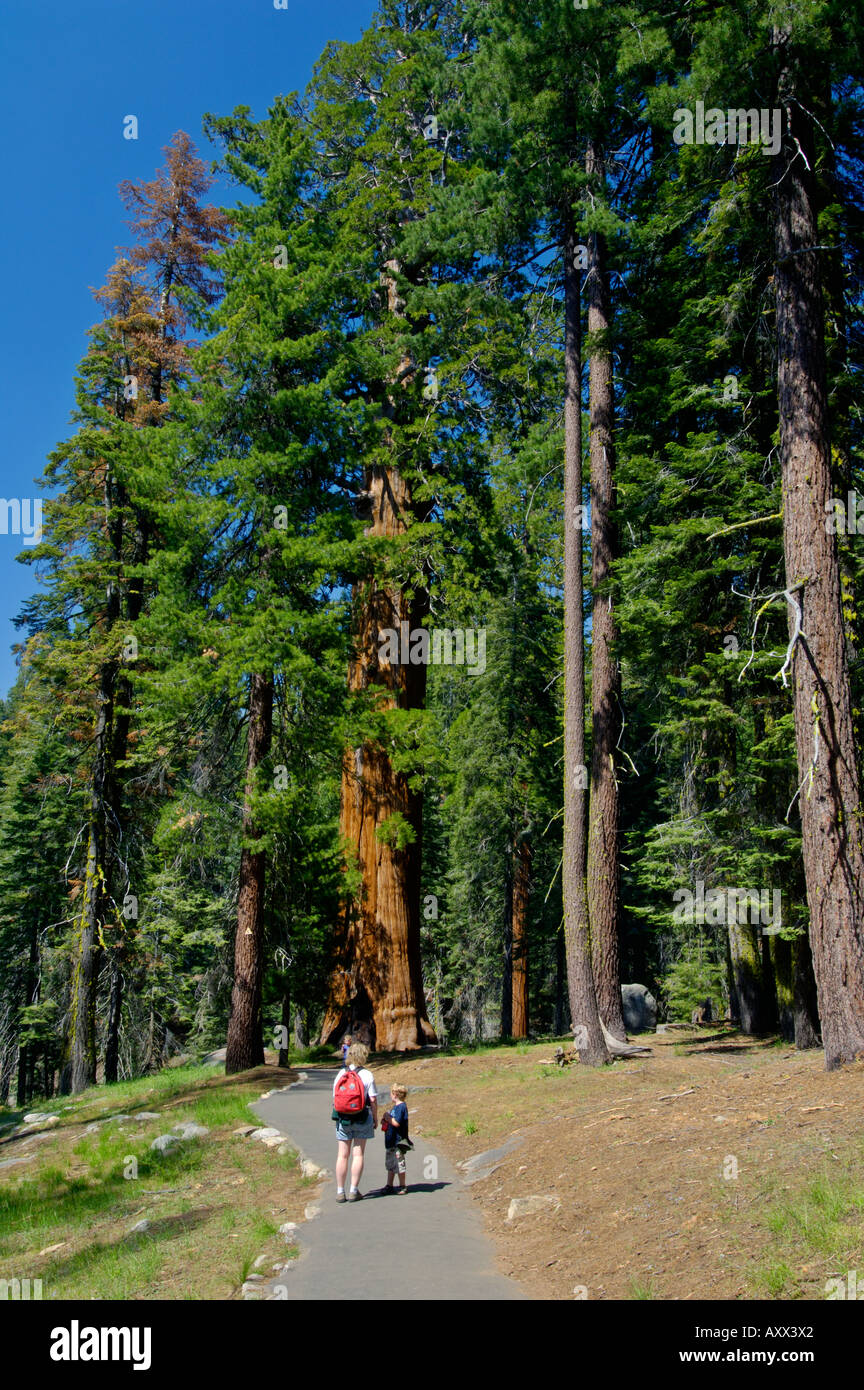 Congress trail sequoia national park hi-res stock photography and ...