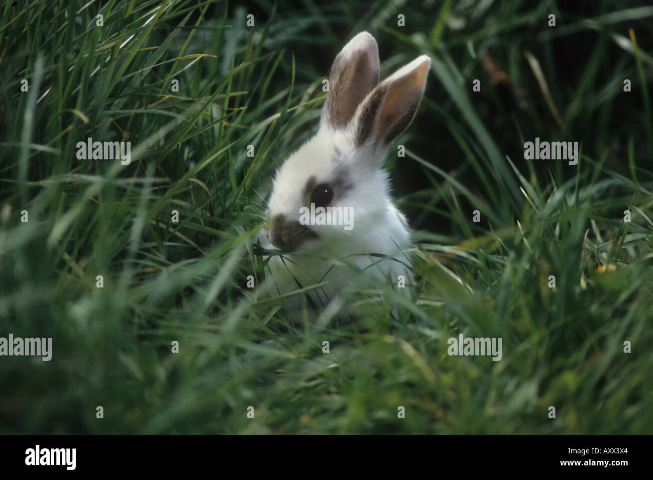Rabbit with patches hi-res stock photography and images - Alamy