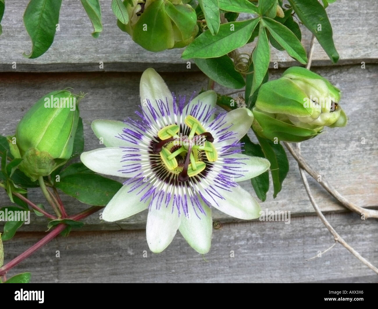 Passionflower leaves and fruit hi-res stock photography and images - Alamy