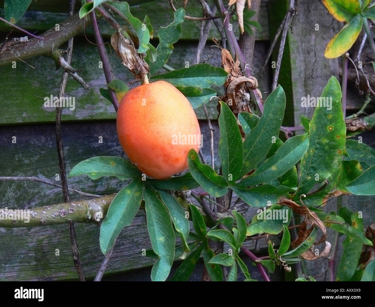 Norfolk fruit hi-res stock photography and images - Alamy