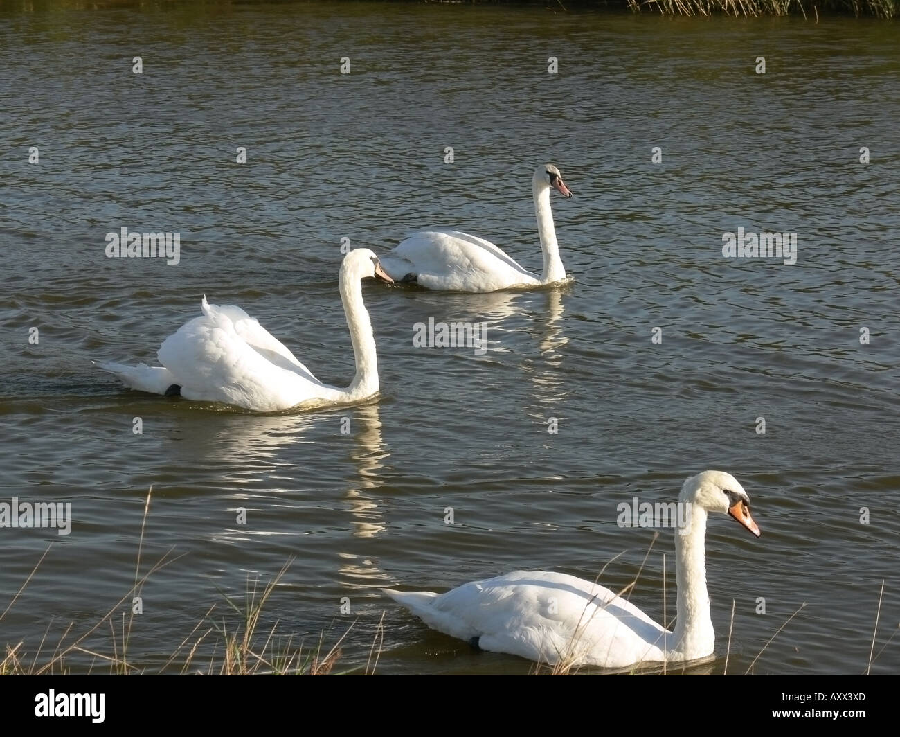 The three swans hi-res stock photography and images - Alamy