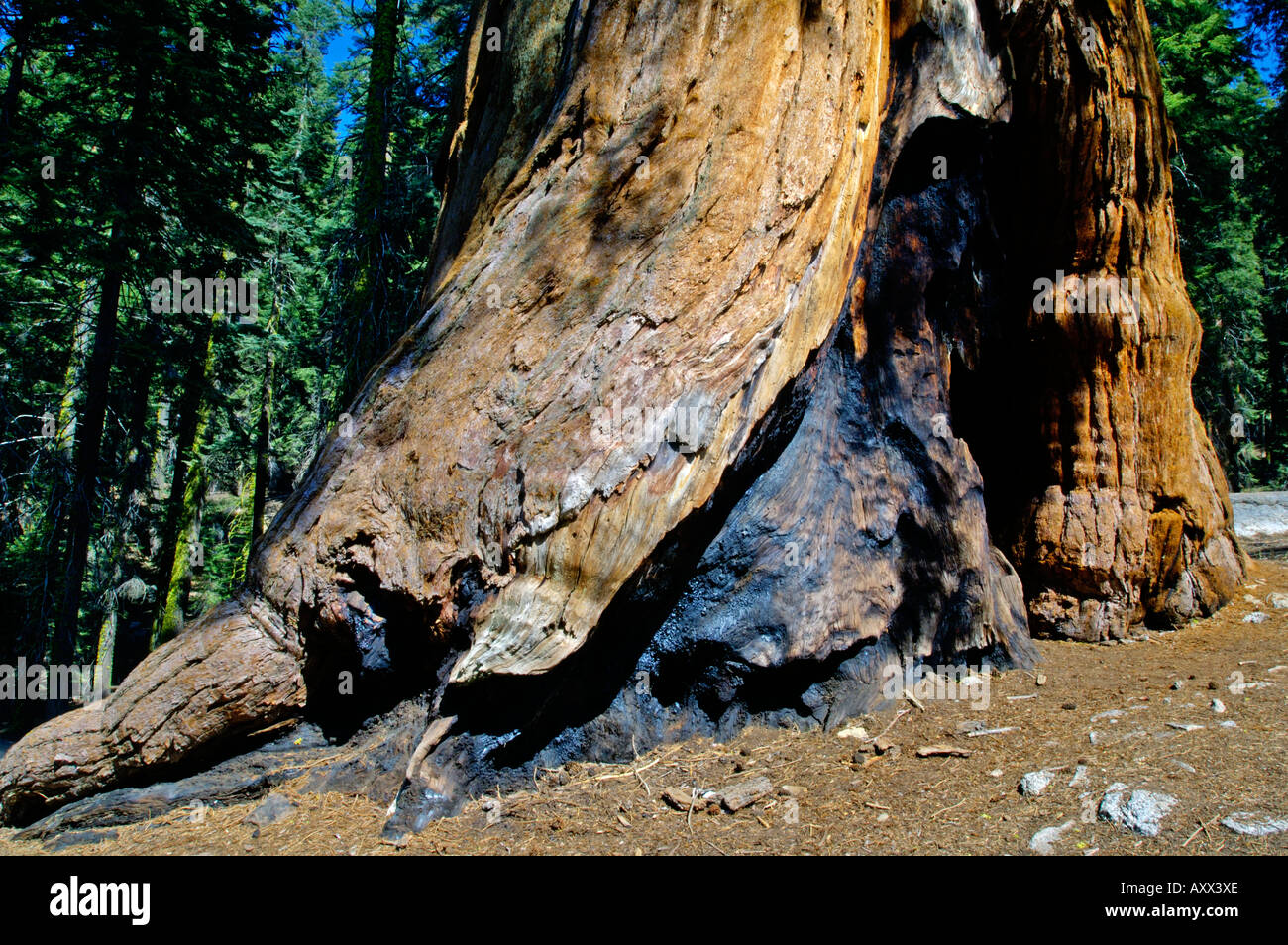 Fire tree scar High Resolution Stock Photography and Images - Alamy