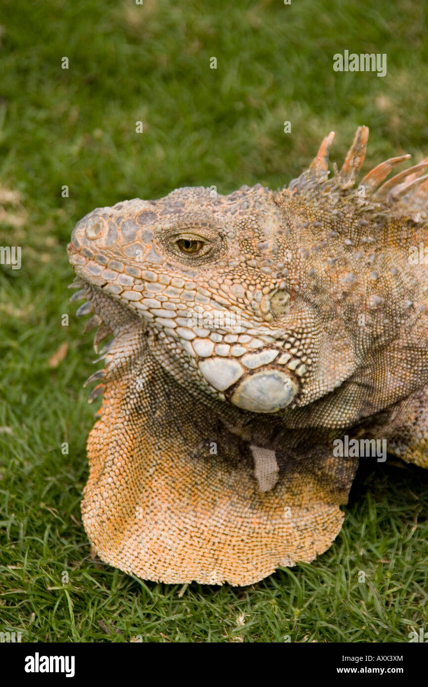 Green Iguana from ecuador south America Stock Photo - Alamy