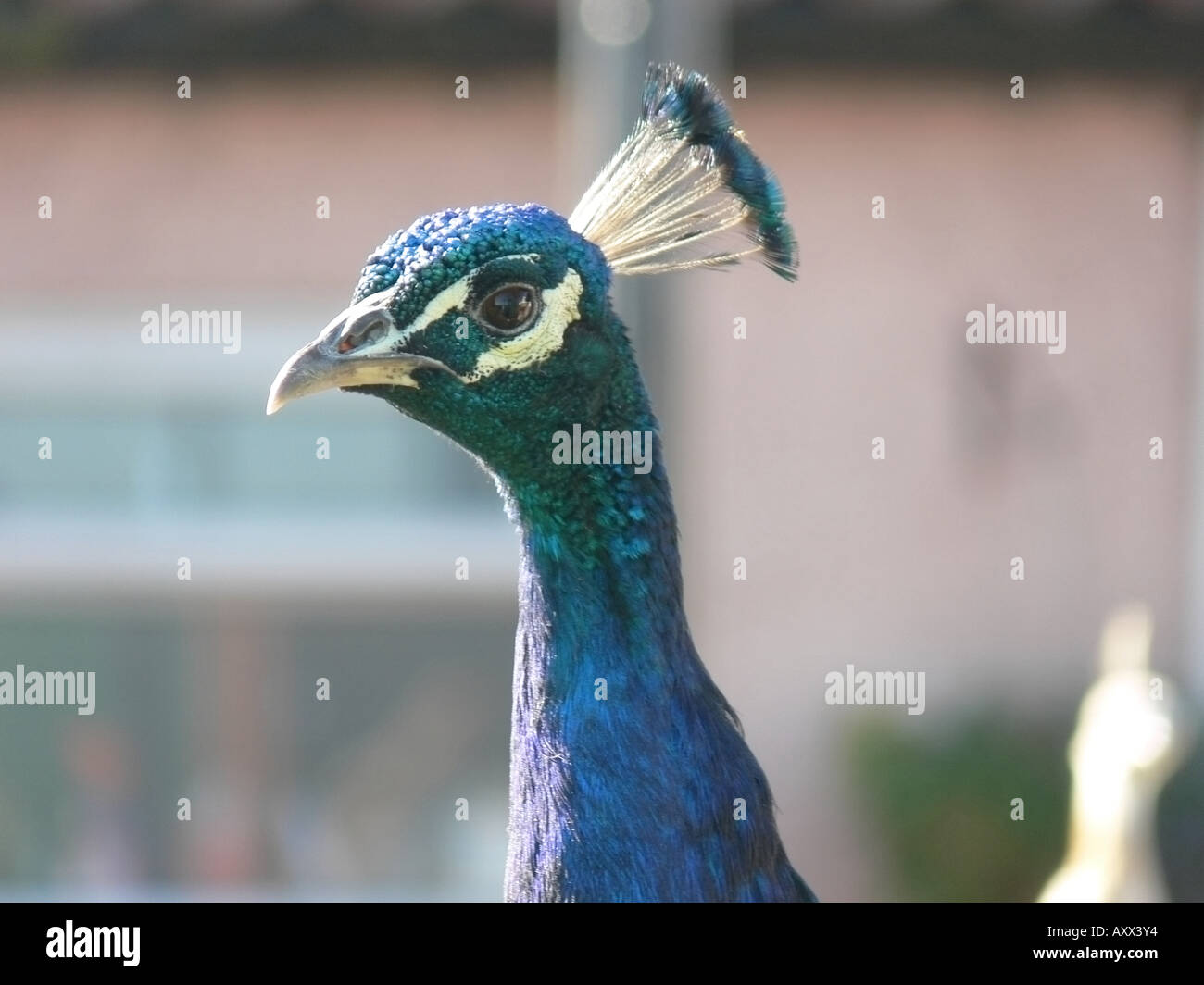 Peacocks head hi-res stock photography and images - Alamy