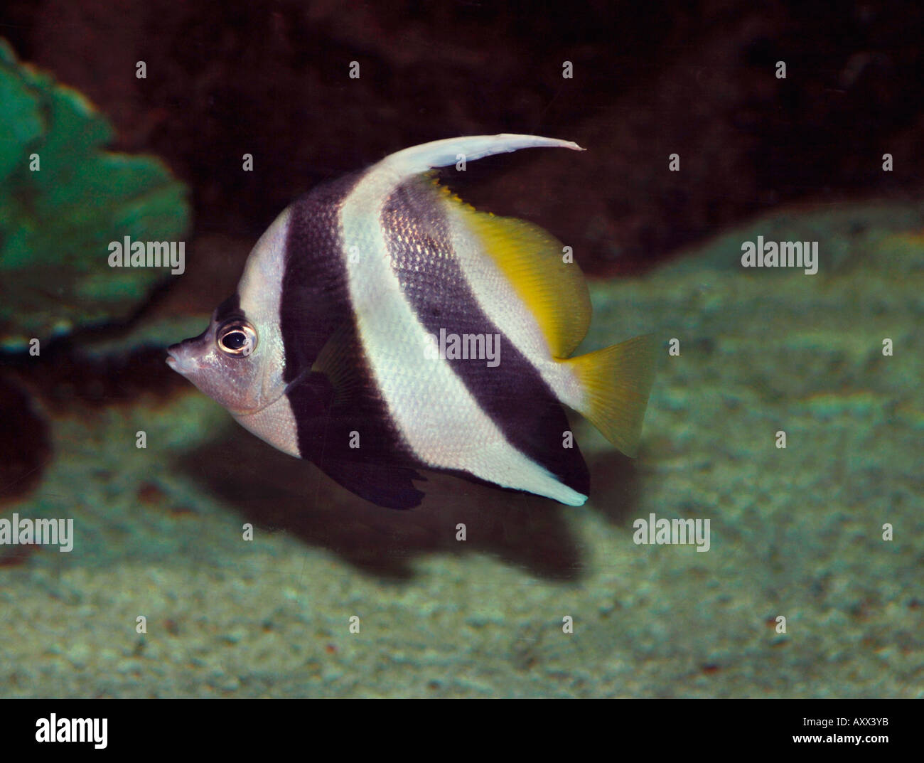 Species Of Butterfly Fish (Chaetodontidae Stock Photo - Alamy